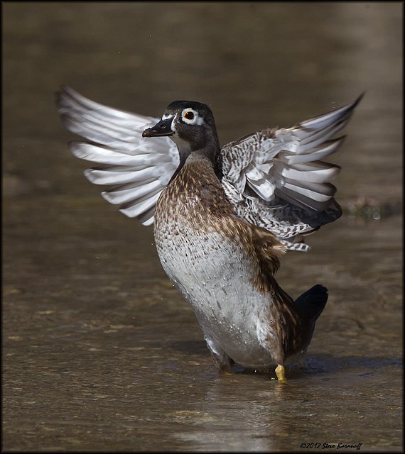 Wood Ducks 2012/_2SB3173 wood duck hen flapping
