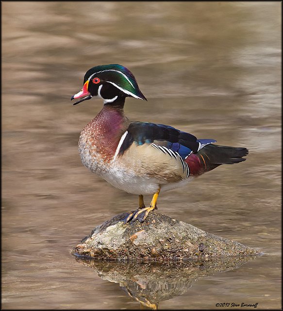 Wood Ducks 2012/_2SB3545 wood duck drake