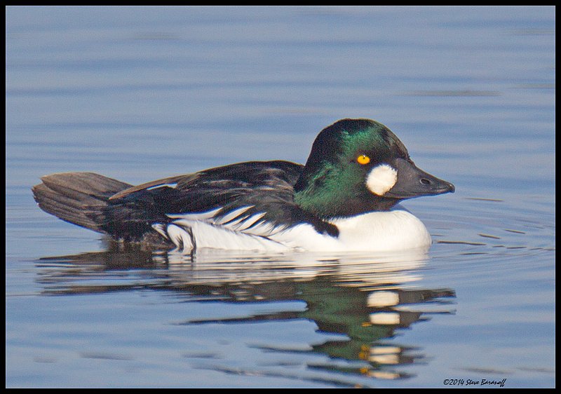 Recent Images July - Dec 2014/_4SB9974 common goldeneye drake